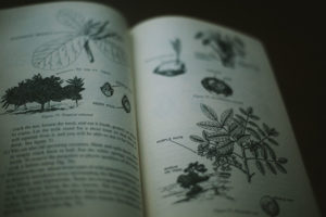 15 Best Selling Bushcraft Books: Top Wilderness Survival Guides